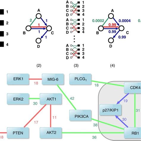 Whole Genome Mirna Regulation Of The Egfr Cell Cycle Protein Network