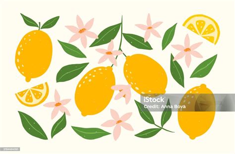 잎 가지 꽃과 함께 손으로 그린 레몬 과일의 세트입니다 벡터 현대 식물 그림 감귤류 열대 과일 세트입니다 패턴 포스터 카드 패브릭 배너 커버를 위한 여름 디자인 꽃 식물에