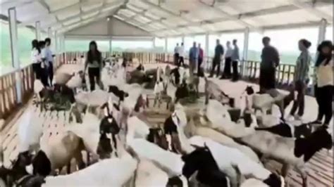 Episode 25 Mong Rithy Goats Farm Youtube
