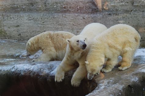 Pro Json And Slider How To Do It With The Jquery Lightslider Lib