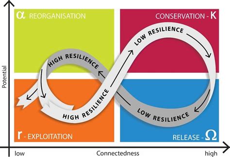 Adaptive Cycle In Its Four Phases Exploitation And Conservation Form Download Scientific