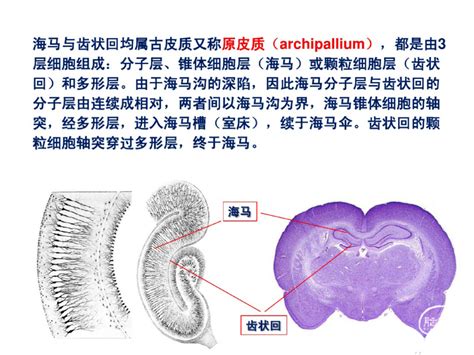【实用】中枢神经系统功能解剖及定位 脑医汇