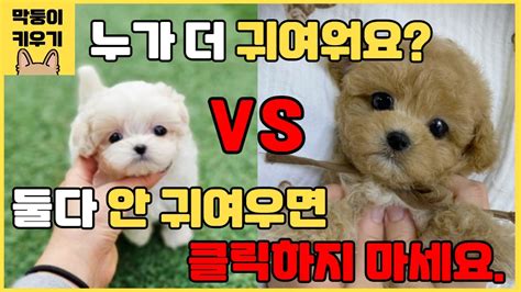 귀여운 강아지 순위 Top1 말티즈 말티푸 포메라니안 요크셔테리어 시츄 귀여운 동영상 Youtube