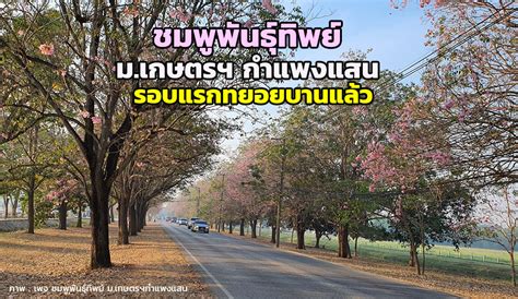 สายดอกไม้ห้ามพลาด “ชมพูพันธุ์ทิพย์” ม เกษตรฯ กำแพงแสน รอบแรกทยอยบานแล้ว