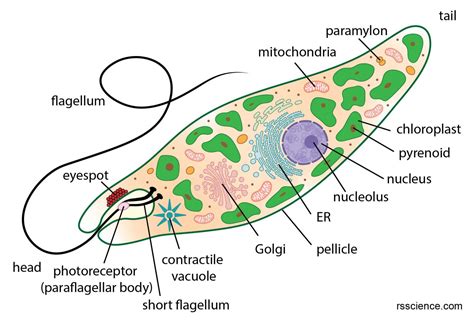 Euglena Under A Microscope Anatomy Reproduction And Facts Rs Science