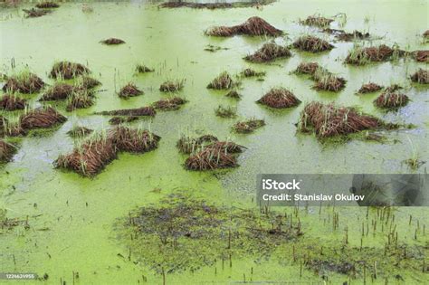 범프 잔디와 녹색 진흙 늪 물 표면에 오리 자란 연못 개구리와 당근 위험한 젖은 늪 0명에 대한 스톡 사진 및 기타 이미지 Istock