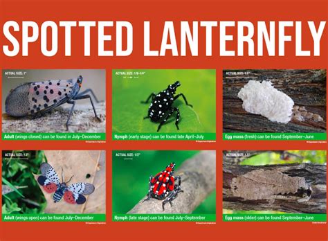 Identification And Life Cycle Biocontrol Lab