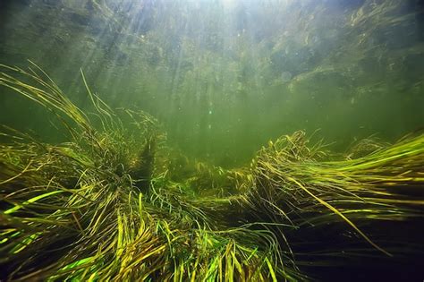 Premium Photo Green Algae Underwater In The River Landscape Riverscape Ecology Nature