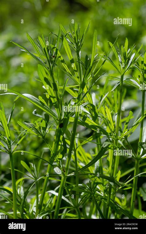 Cleavers Lymph At John Bing Blog