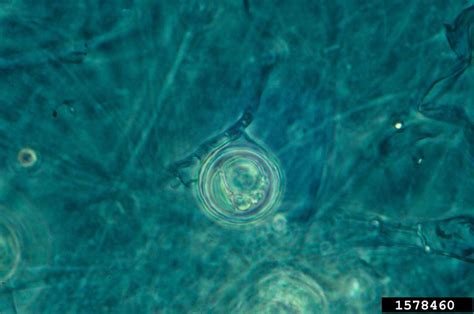 Pythium Root And Stem Rot Pythium Aphanidermatum Edson Fitzp