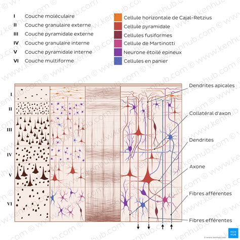 Cortex Cérébral Structure Et Fonctions Kenhub