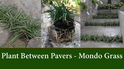 Growing Grass Growing Plants Grass Pavers Paving Dwarf Mondo Grass