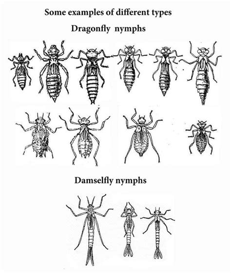 Insect Identification Guide