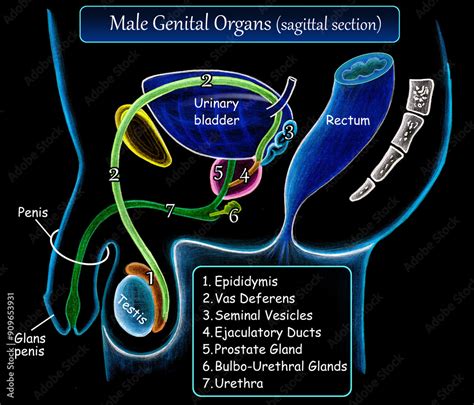 Male Genital Sex Organs Epididymis Vas Deferens Seminal Vesicles Ejaculatory Ducts Prostate