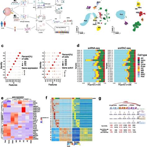Profiling Gene Expression And Chromatin Accessibility Of Retinal Cells