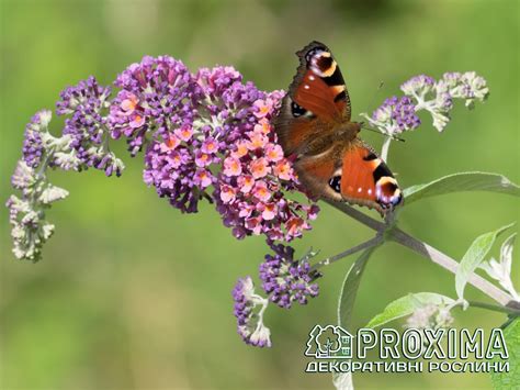 Будлея давида Флауер Пауер, Buddleja davidii Flower Power, ціна, купити ...