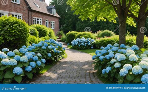 Summer Private Garden With Blooming Hydrangea Annabelle Curvy Lawn
