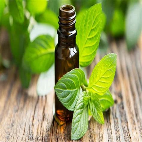 Tea Tree Essential Oil For Cosmetic 100 Pure At Rs 1980litre In