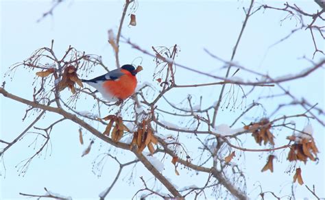 9 января День Снегиря