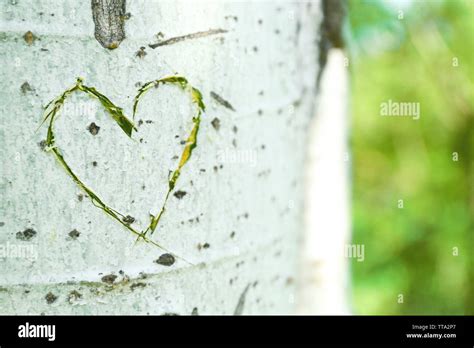 Heart Carved In Tree Close Up Stock Photo Alamy