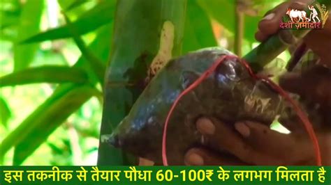 Bamboo बांस की खेती से सुखे और बाढ़ के इलाकों में भी कमाई लाखों में