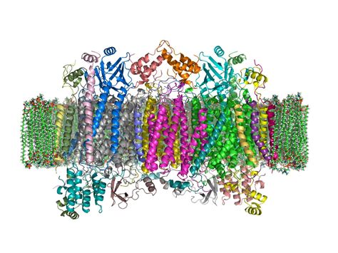 30 Facts About Cytochrome C Oxidase Deficiency