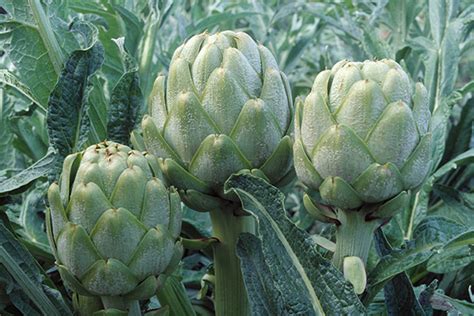 Ocean Mist® Farms Brings Back Frost Kissed® Artichokes For A Limited