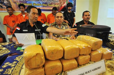 Ganja Dari Aceh Antara Foto
