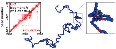 Small World Networks Regulate Transcription In Cells Physics World