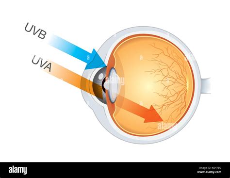 La Différence Des Rayons Uva Et Uvb Du Soleil Dans Les Yeux Image
