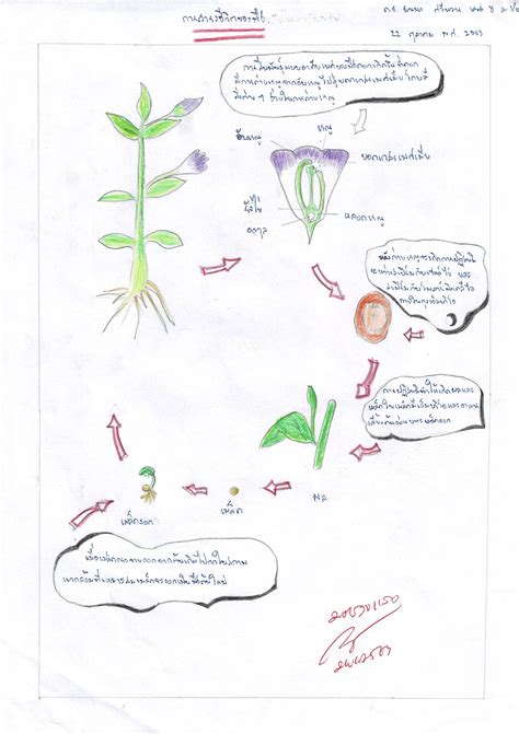 สวนพฤกษศาสตร์โ สวนพฤกษศาสตร์โรงเรียน โรงเรียนวิจิตราพิทยา