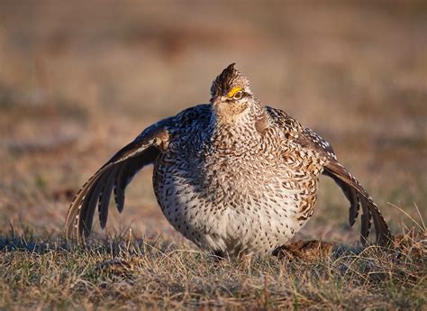 Sharp Tail Grouse Male 2019726 All Puffed Up These Grous Flickr