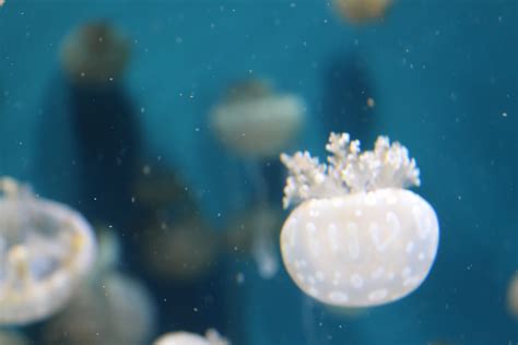 图片素材 水下 海蜇 珊瑚 礁 刺胞动物 宏观摄影 海洋生物学 海洋无脊椎动物 5184x3456 110634