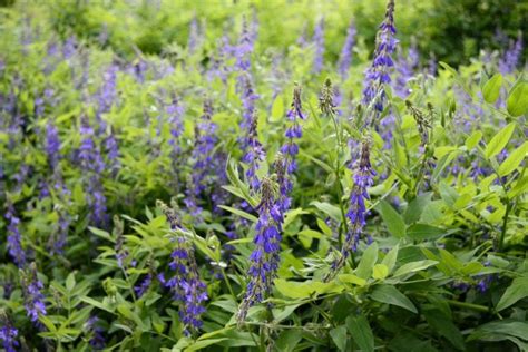 Галега, или Козлятник — сидерат, медонос и лекарственное растение ...