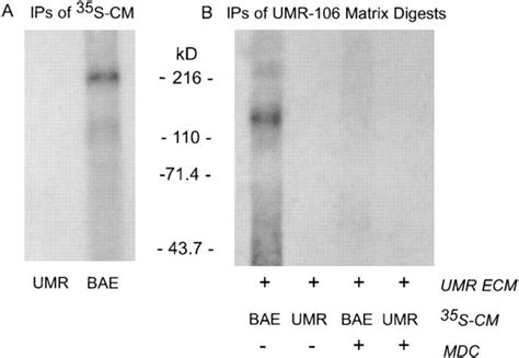 Cross Linking Ltbp 1 In Bae Cm To Umr 106 Ecm By Factor Xiiia A