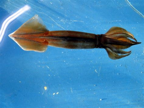 한국의 멸종위기종