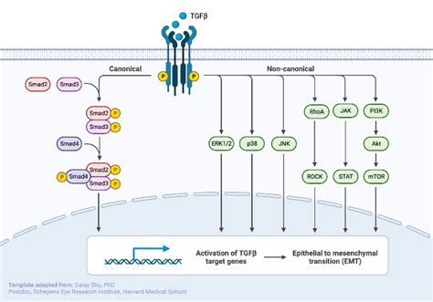 Canonical And Non Canonical Tgfb Pathways In Emt Biorender Science Templates