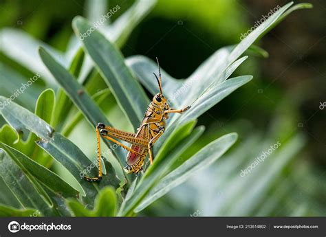 Orange Yellow Red Eastern Lubber Grasshopper Romalea Microptera Also