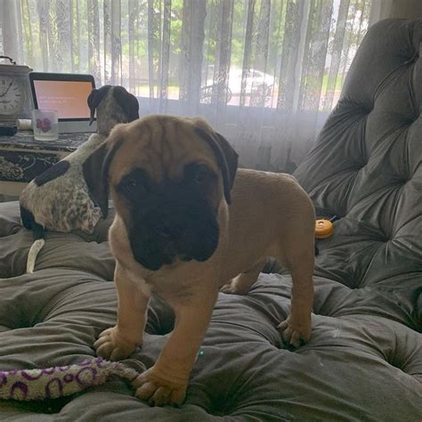 8 Weeks Old Bullmastiffpuppy Bullmastiffsofinstagram Bull Mastiff