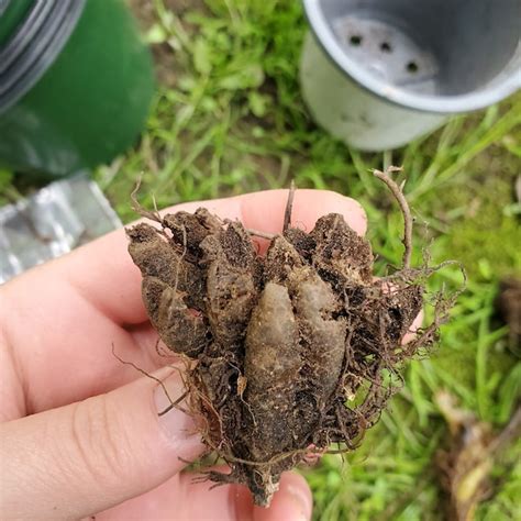 10 Ostrich Fern Bare Root Fiddlehead Matteuccia Struthiopteris Perennial Wildflower Transplant