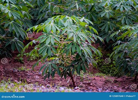 Cassava Tree Stock Image 63994483