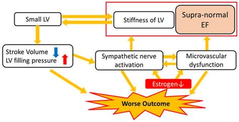 Jpm Free Full Text Sex Differences In Cardiac And Clinical