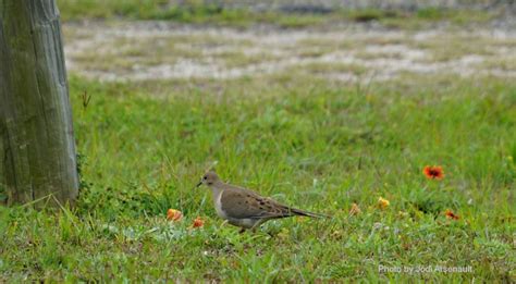 Mourning Dove