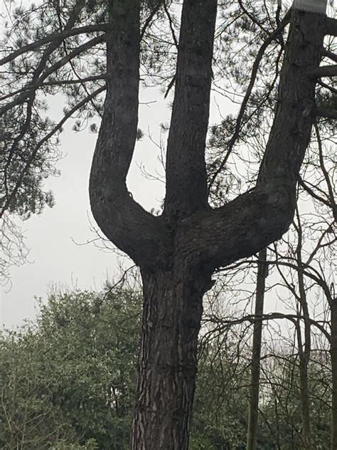 Trees Shaped Like Letters Nellie S Tree Wikiwand