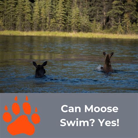 Can Moose Swim 3 Reasons For Their Strong Swimming Skills