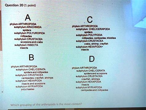 Question 20 1 Point Phylum Arthropoda Subphylum Arachnida Spidars