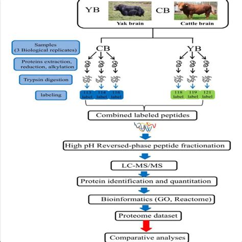 the itraq lc ms ms strategy for quantitative proteomic analysis of