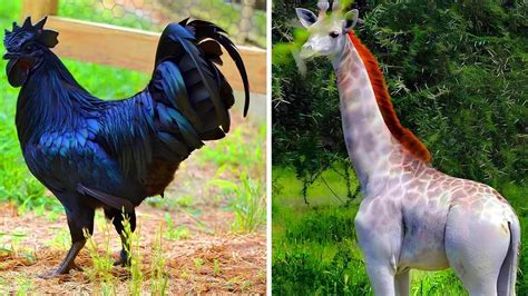 37 Facts About Point Mutation