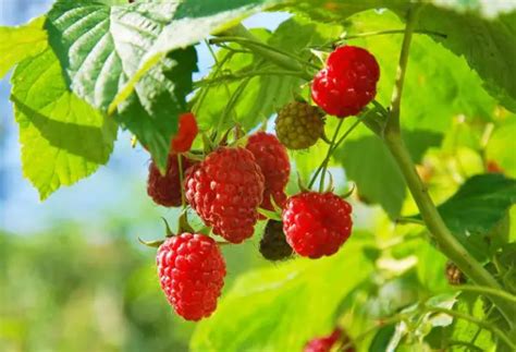 18 Raspberry Companion Plants Pictures And Names