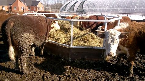 Кормушка для сена и сенажа в КФХ Герефорд Youtube